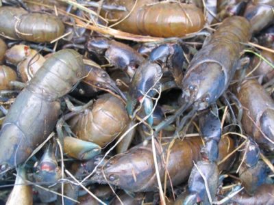 The march of the yabbies - Milkwood: permaculture courses, skills + stories