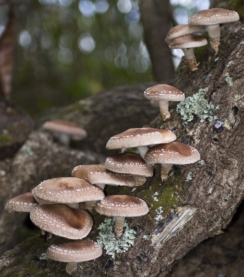 Making a shiitake mushroom log - Milkwood: permaculture courses, skills ...