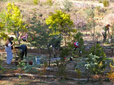 Milkwood Forest Garden Plantathon! - Milkwood: permaculture courses ...