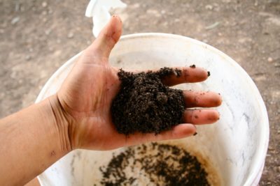 Seed Balls: how to grow trees without really trying - Milkwood ...