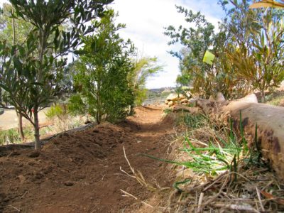 A Way Through the Woods: Designing the Paths in our Forest Garden ...