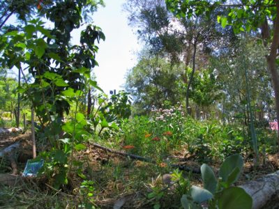 A Way Through the Woods: Designing the Paths in our Forest Garden ...