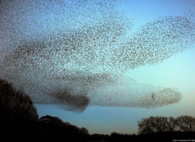 A collection of starlings is called a Murmuration - Milkwood ...