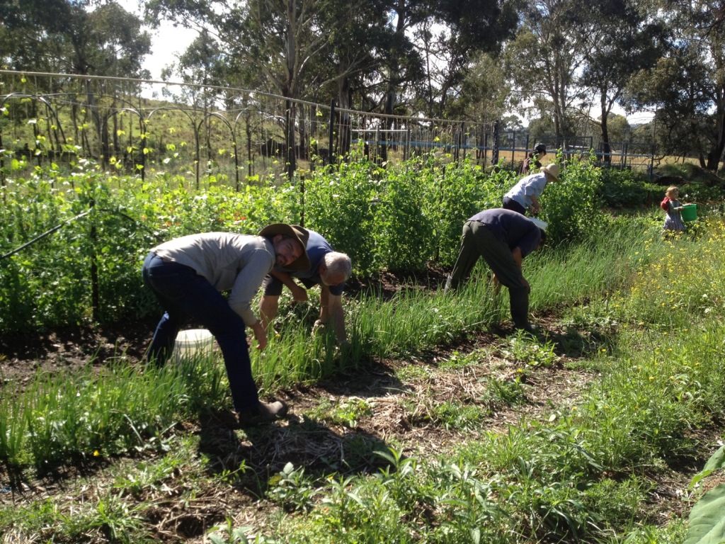 Milkwood Market Garden: the first 5 months - Milkwood: permaculture ...