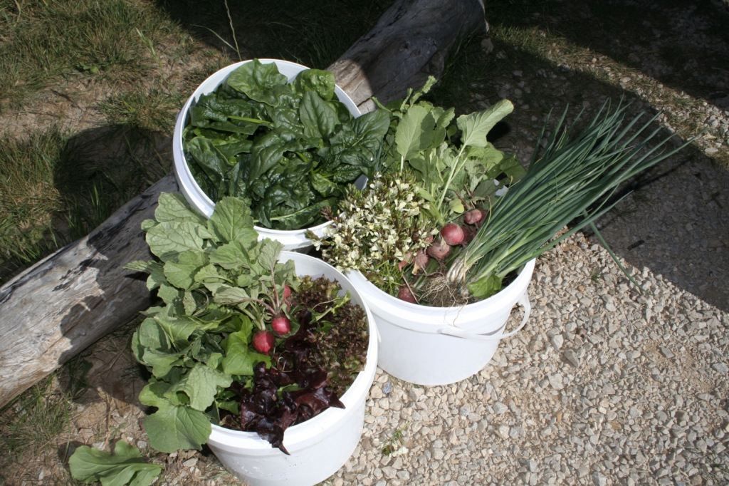 Milkwood Market Garden: the first 5 months - Milkwood: permaculture ...