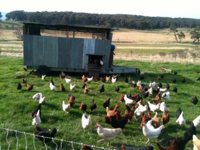 Egg Mobiles I Have Loved... - Milkwood: permaculture courses, skills ...