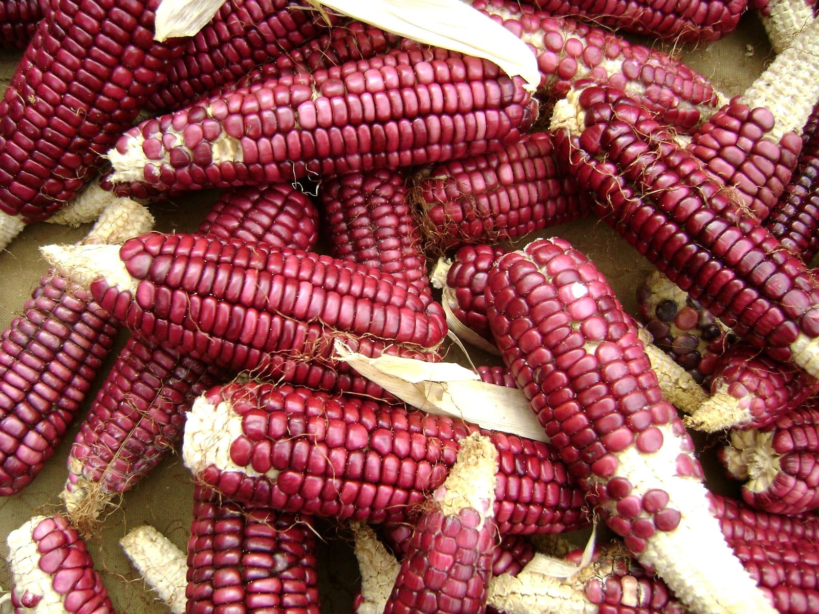 Glass Gem Corn, and other heirloom jewels of the corn cabinet ...