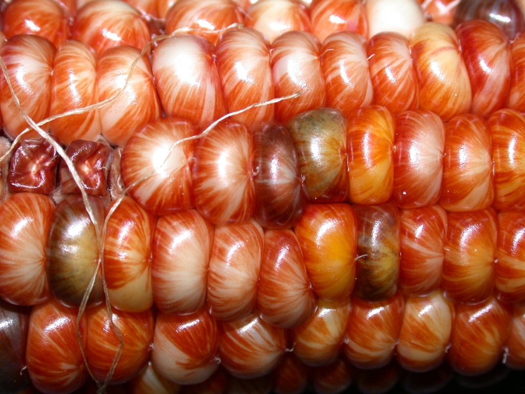 Glass Gem Corn, and other heirloom jewels of the corn cabinet ...