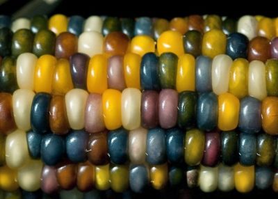 Glass Gem Corn, and other heirloom jewels of the corn cabinet ...