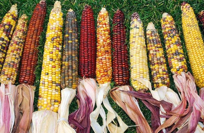 Glass Gem Corn, and other heirloom jewels of the corn cabinet ...