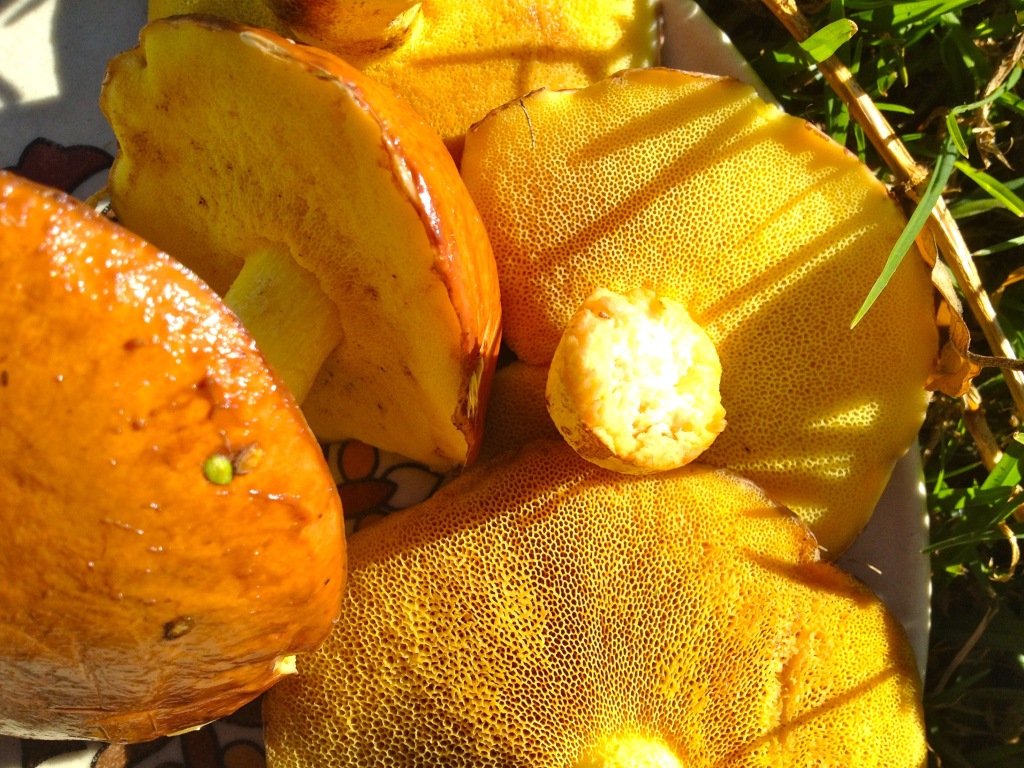 Easy Mushroom Foraging: Slippery Jack (Suillus granulatus) - Milkwood ...