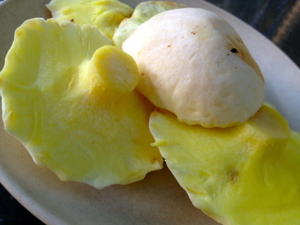 Easy Mushroom Foraging: Slippery Jack (Suillus granulatus) - Milkwood ...