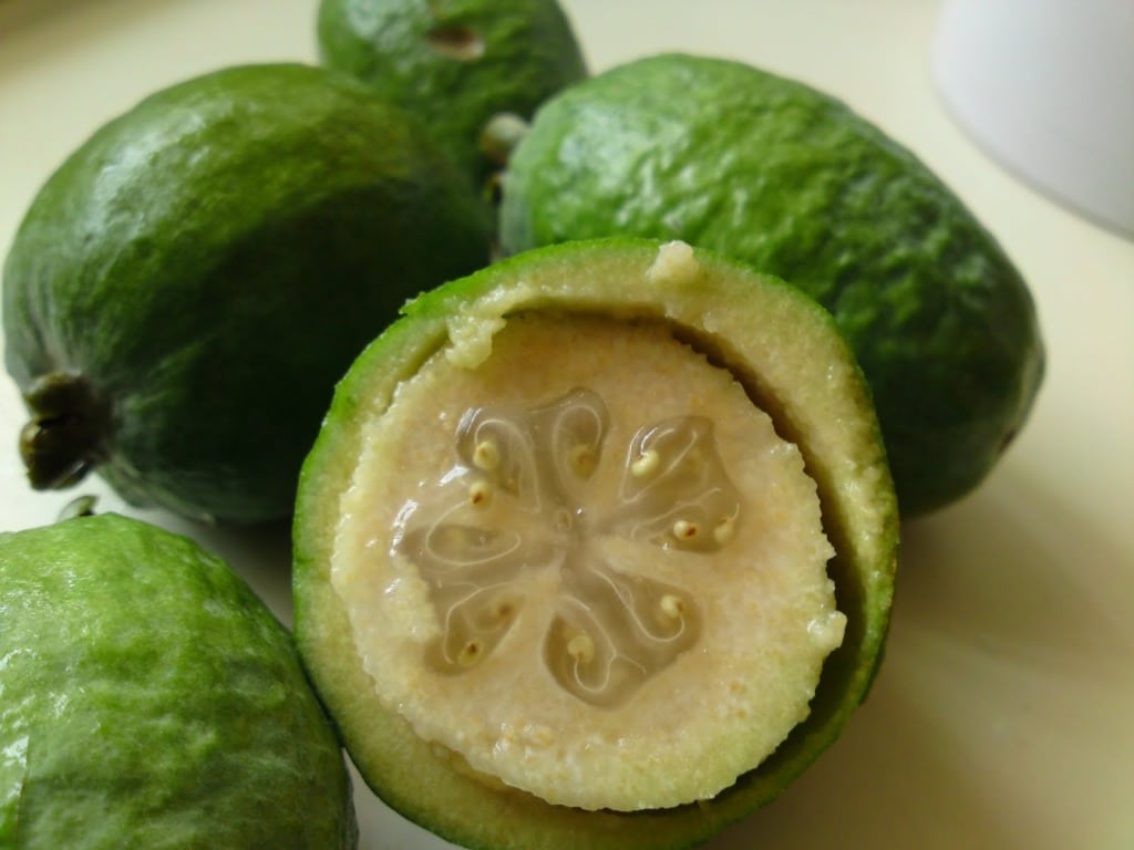 How to romance your feijoa - Milkwood: permaculture courses, skills ...