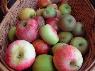 Choosing heritage apple varieties for an edible forest garden ...