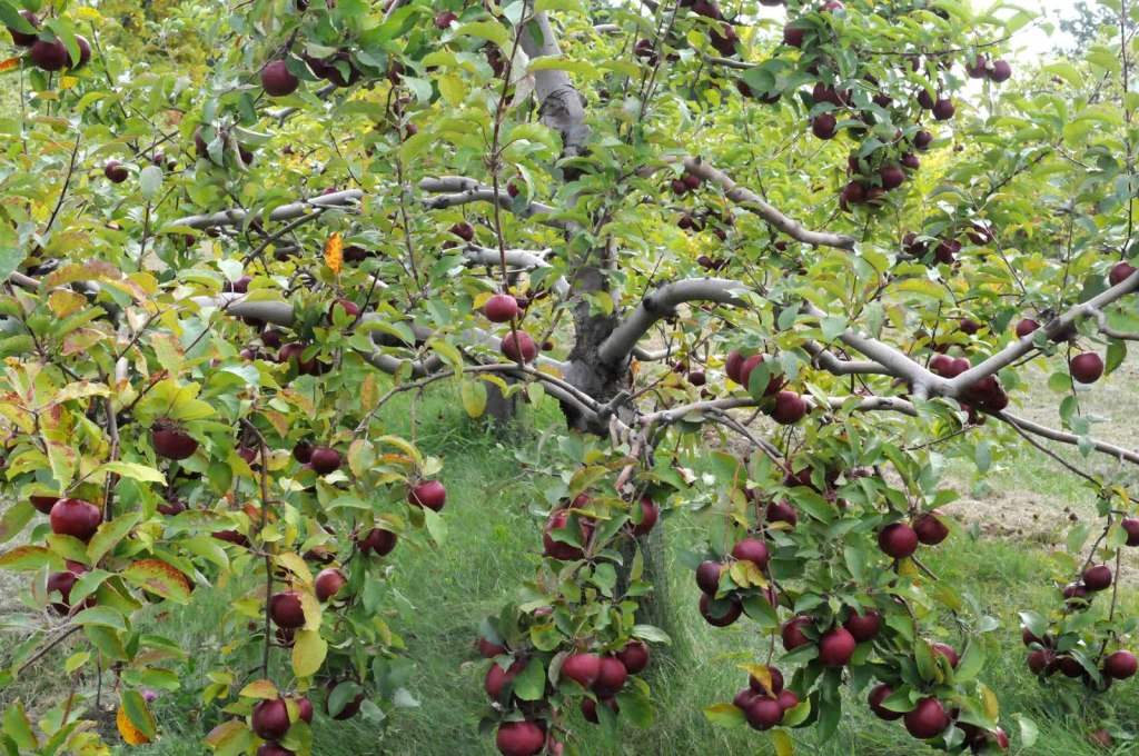 Choosing heritage apple varieties for an edible forest garden ...
