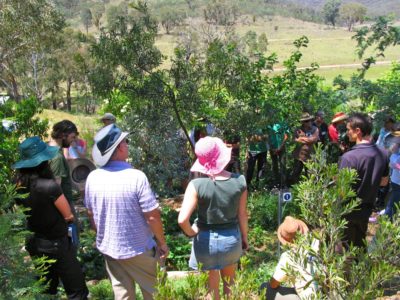 Announcing our Forest Garden & Silviculture internships - Milkwood ...