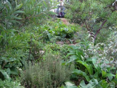 Announcing our Forest Garden & Silviculture internships - Milkwood ...