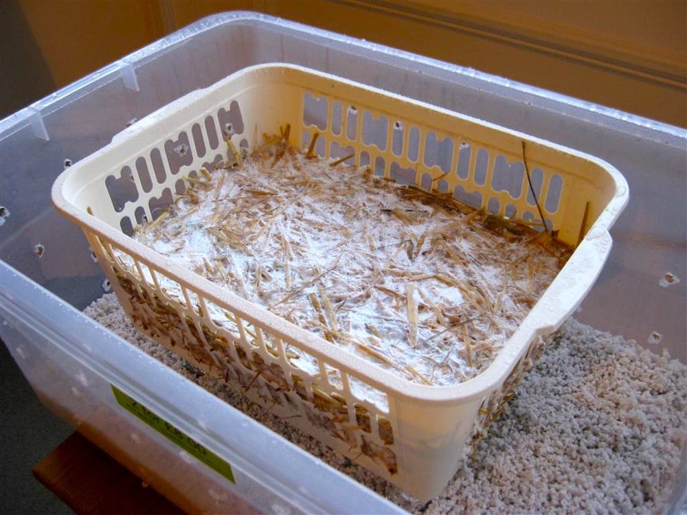 Growing mushrooms in a laundry basket - Milkwood: permaculture courses ...