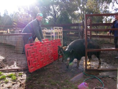 Pig boards: the pastured pig fancier's best friend - Milkwood ...