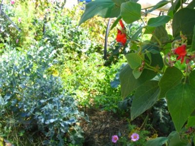 Planning a Wall of Summer with scarlet runner beans - Milkwood ...