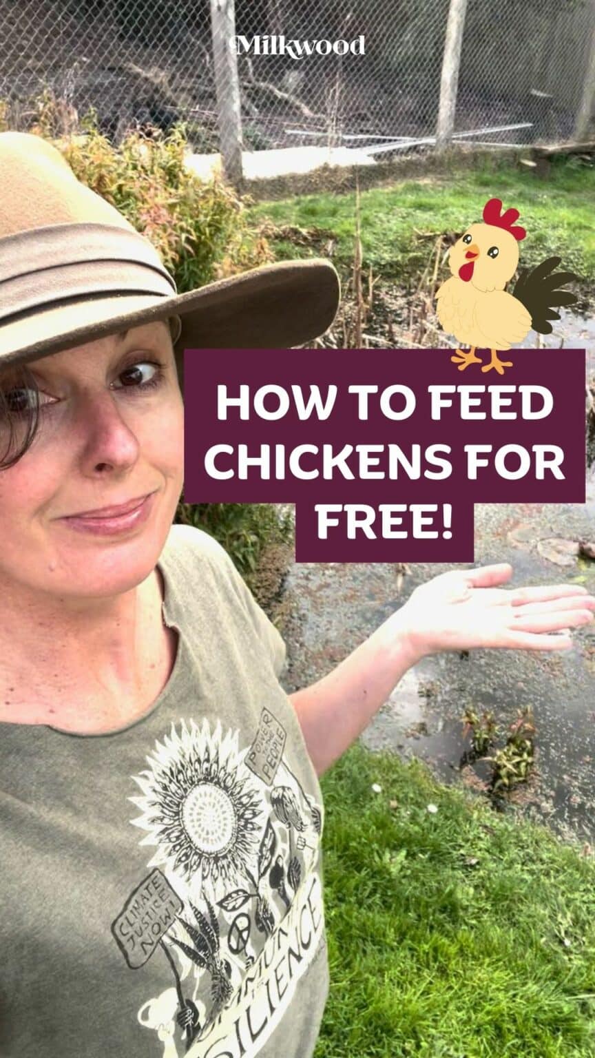 Azolla (water fern) - a protein-rich animal feed - Milkwood ...