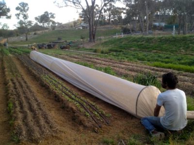 Rockin the row cover - protecting spring crops - Milkwood: permaculture ...