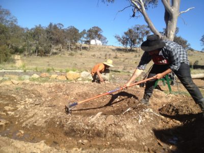 Designing a MicroForest Garden - Milkwood: permaculture courses, skills ...