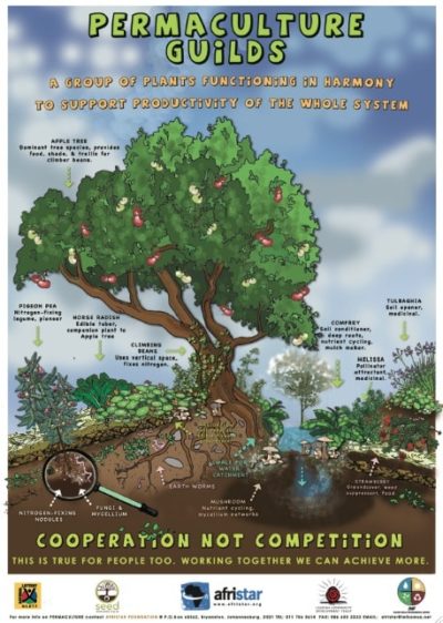 Afristar Permaculture Posters - Milkwood: permaculture courses, skills ...