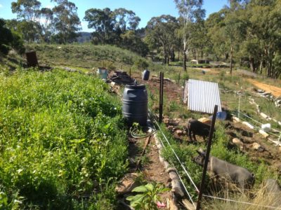 Making a Pig Tractor - Milkwood