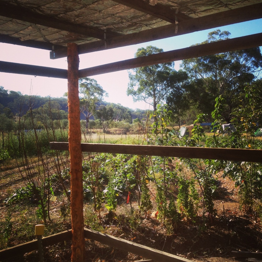 Shed Love: The Power of a Simple, Bush-Pole Structure - Milkwood ...