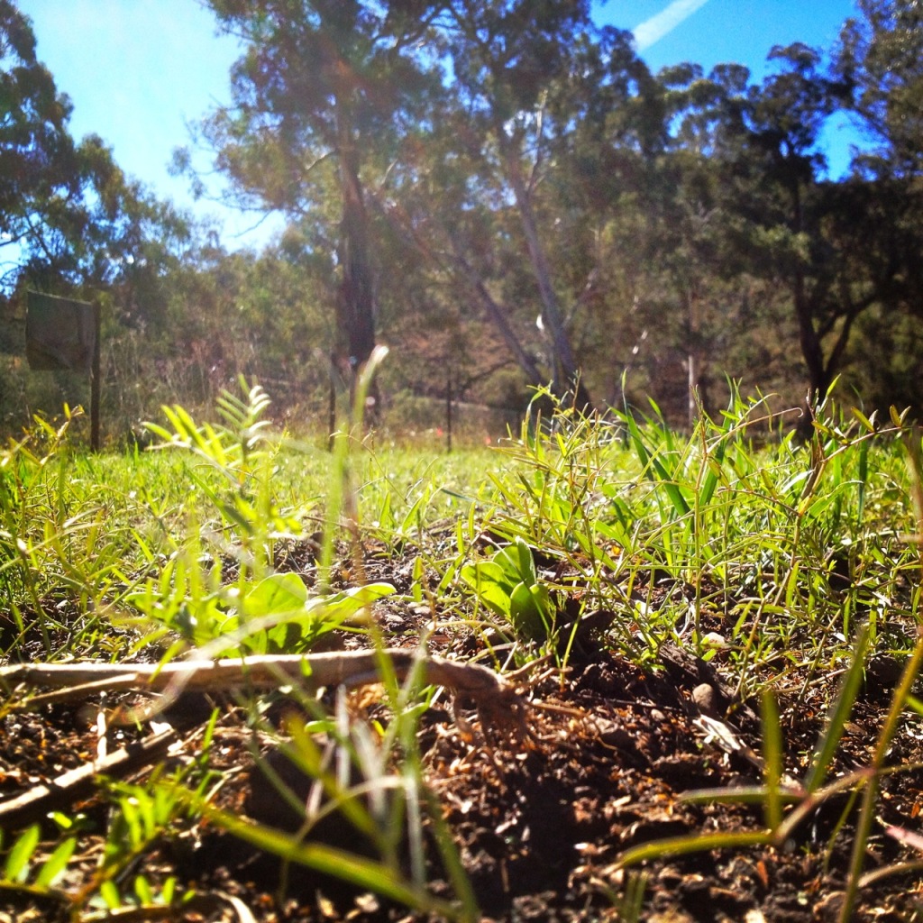 Market Garden Overhaul (now with added garlic) - Milkwood: permaculture ...