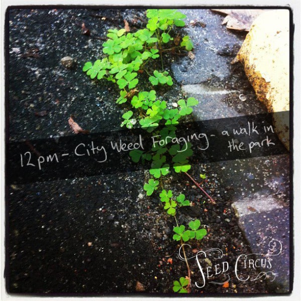 Seed Circus: all the details - Milkwood: permaculture courses, skills ...