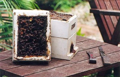 A peek inside a stingless beehive... - Milkwood: permaculture courses ...