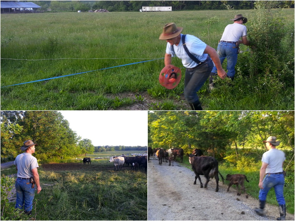 3 days at Polyface Farm - Milkwood: permaculture courses, skills + stories