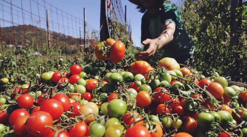 Milkwood in a (video) nutshell - Milkwood: permaculture courses, skills ...