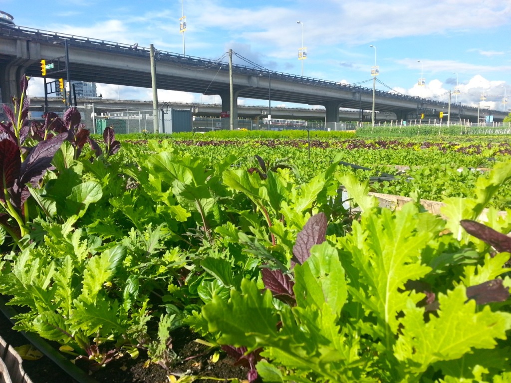 Portable Urban Farming. For real. - Milkwood: permaculture courses ...
