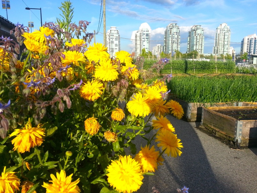 Portable Urban Farming. For real. - Milkwood: permaculture courses ...