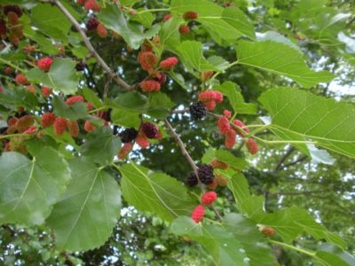 Forage Farming - Milkwood: permaculture courses, skills + stories