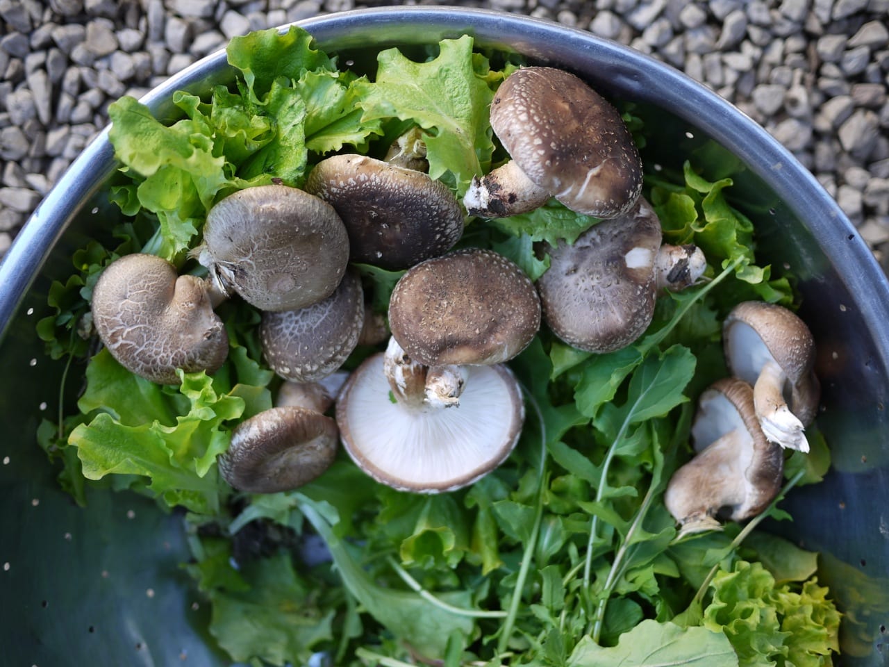 First Shiitake Harvest - Milkwood: permaculture courses, skills + stories