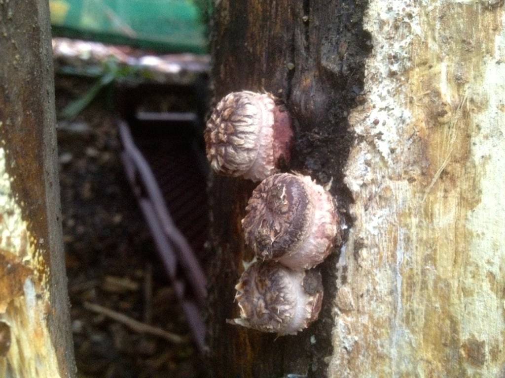 First Shiitake Harvest - Milkwood: permaculture courses, skills + stories