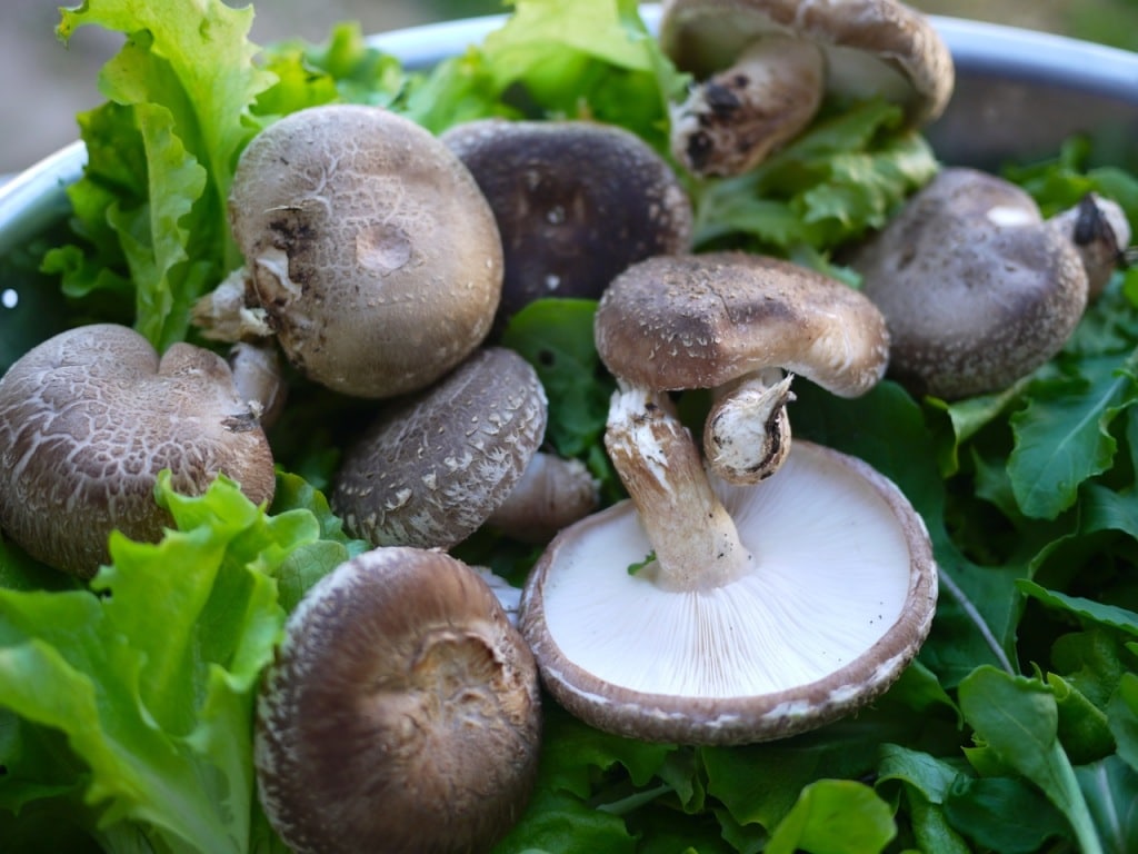 First Shiitake Harvest - Milkwood: permaculture courses, skills + stories