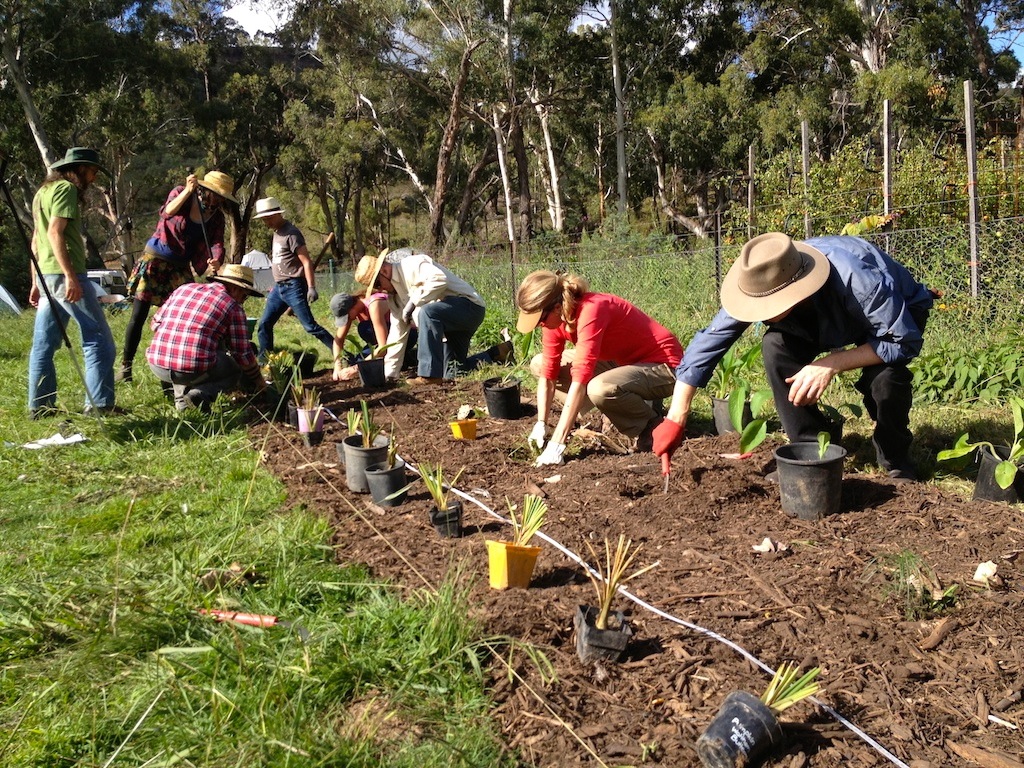 Designing Like a Forest (we're hooked) - Milkwood: permaculture courses ...