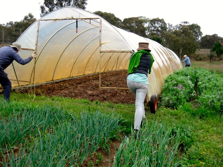 Why Movable Greenhouses are a Great Idea - Milkwood: permaculture ...