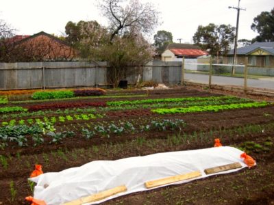 Wagtail Urban Farm, Adelaide: Grower Profile - Milkwood: permaculture ...