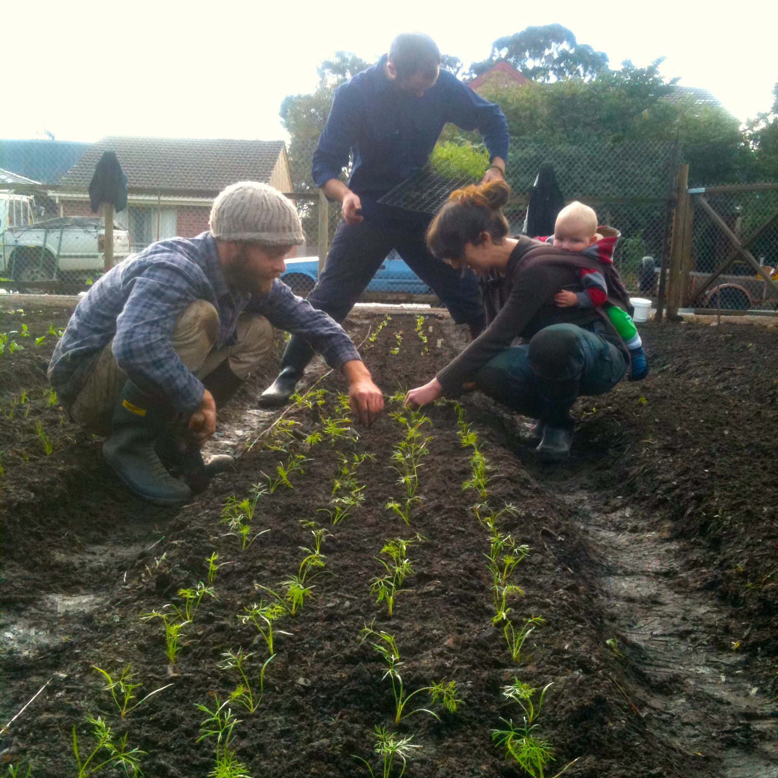 Wagtail Urban Farm, Adelaide: Grower Profile - Milkwood: permaculture ...