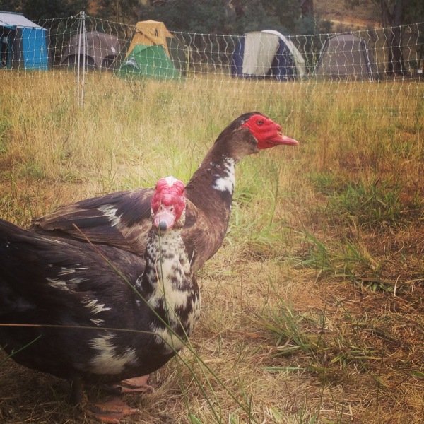 Muscovy Ducks: A Great Homesteading Breed - Milkwood: permaculture ...