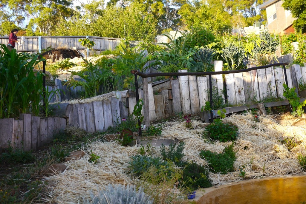 Visiting a hillside Backyard Permaculture in Hobart... - Milkwood ...