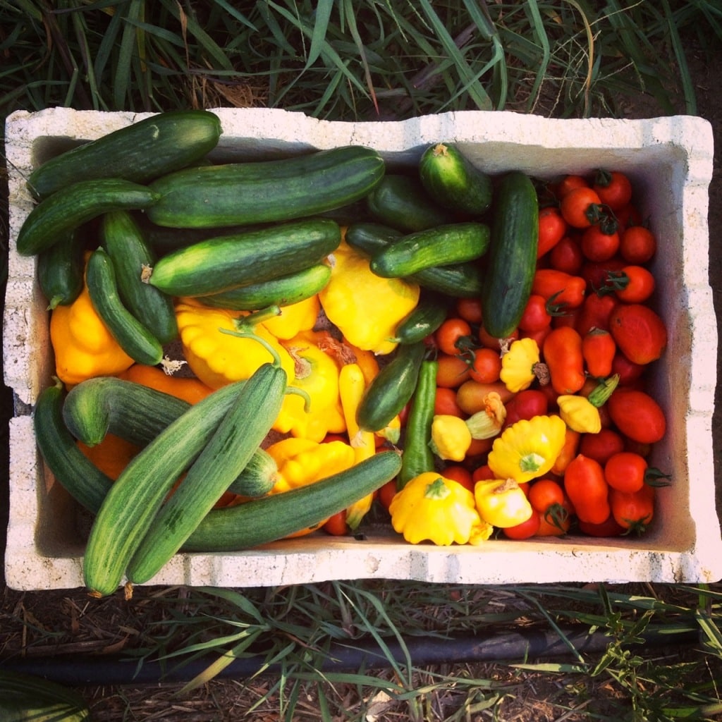 Country wine, veggies everywhere and tempeh Sandor... - Milkwood ...