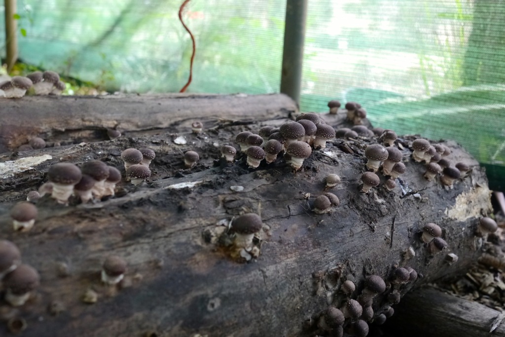 Home-grown Shiitake Logs: harvest time - Milkwood: permaculture courses ...