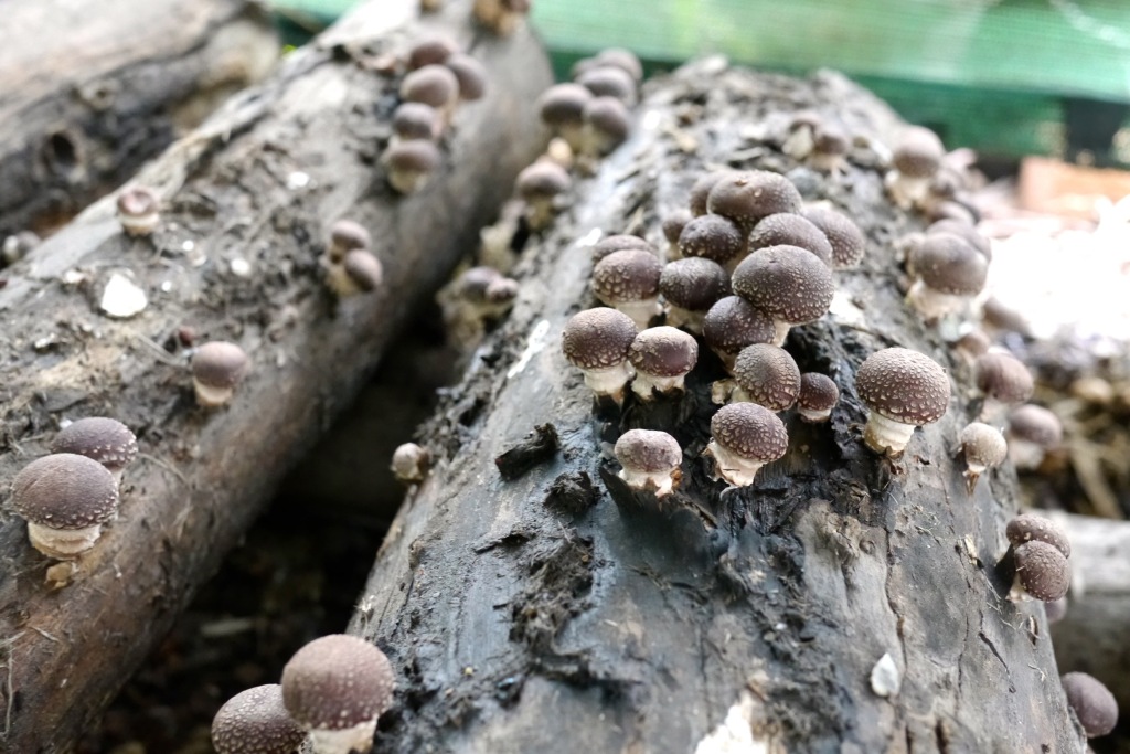 Home-grown Shiitake Logs: harvest time - Milkwood: permaculture courses ...